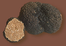Histoires de Truffes